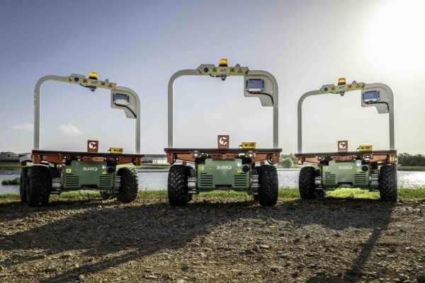 Burro Grande - Burro